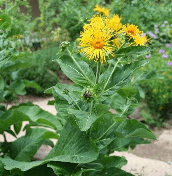 Elecampane Official inula Helenium Seed Organic - Etsy