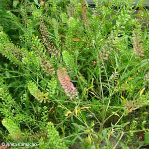 Virginia Pepperweed SEEDS (lepidium Virginicum) - Etsy