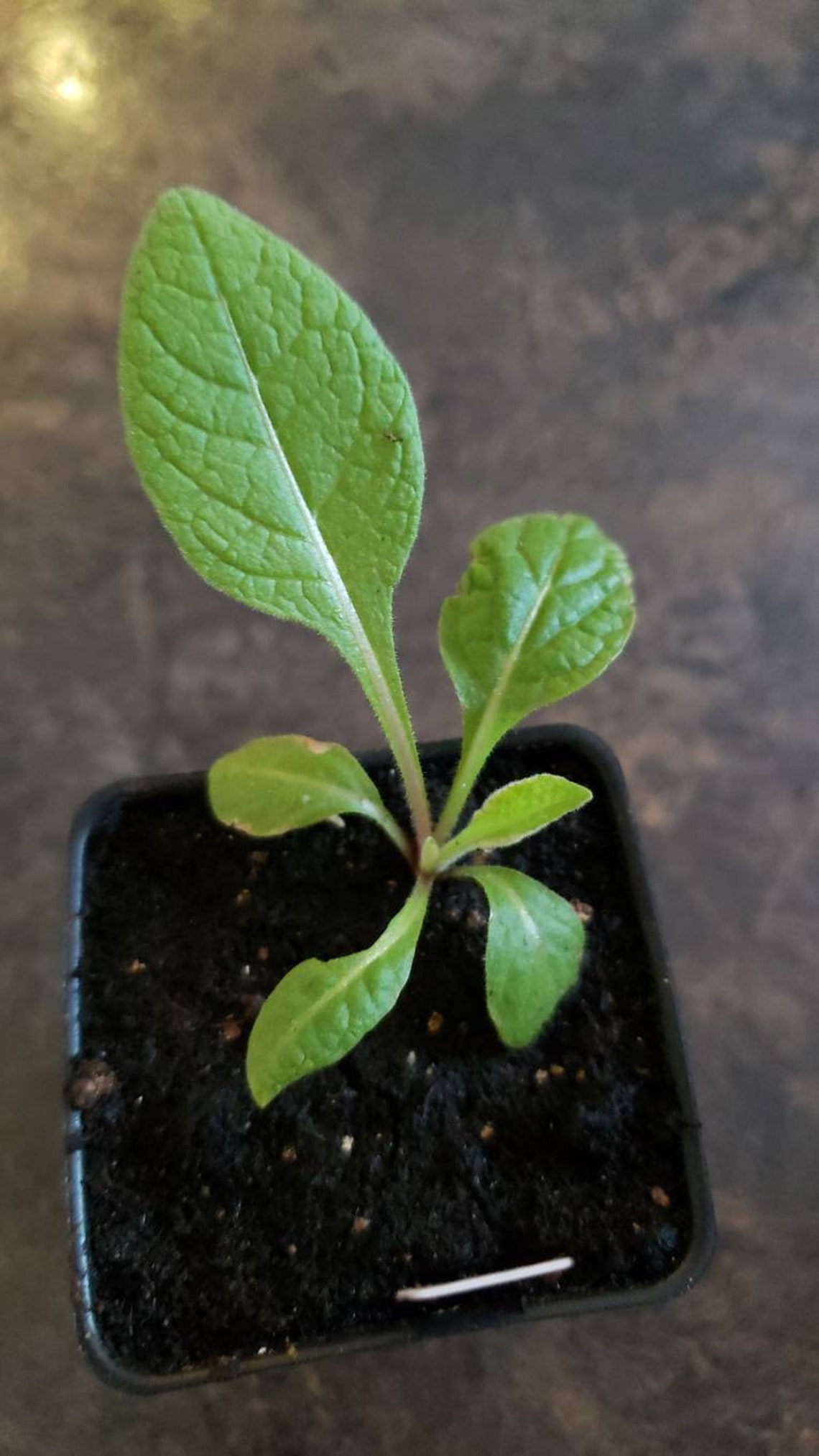 Elecampane seedling plants Unula helenium organic | Etsy