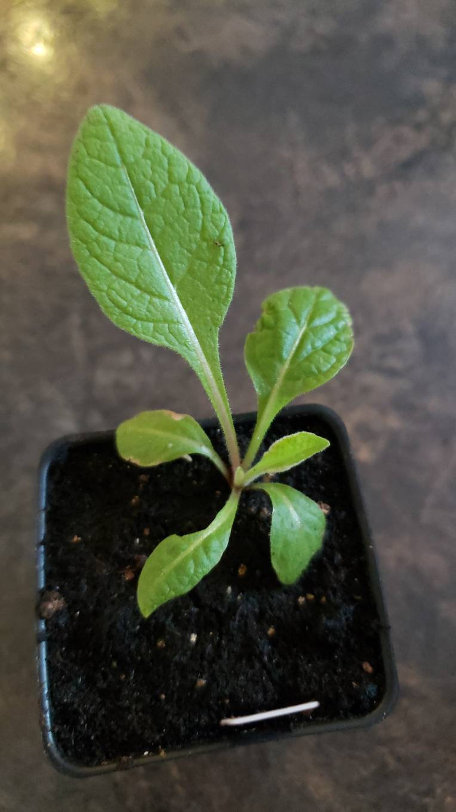 Elecampane seedling plants Unula helenium organic | Etsy