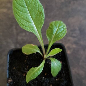 Elecampane seedling plants Unula helenium organic | Etsy