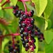 Pokeweed (phytolacca Americana) SEEDS - Etsy