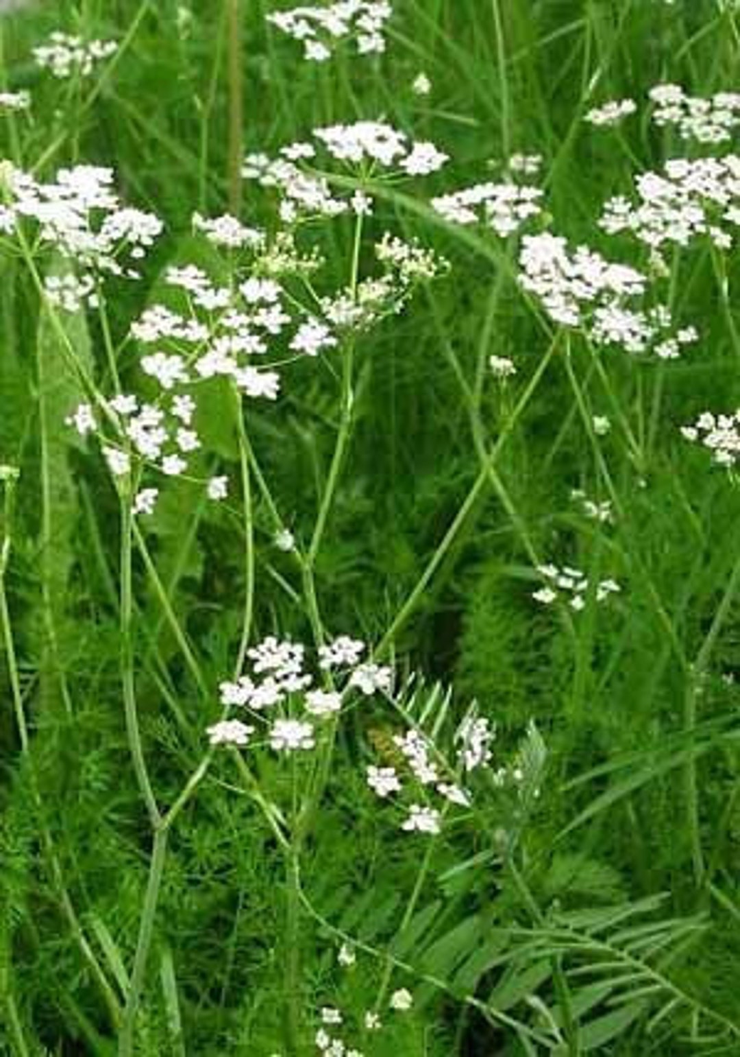White Cumin, Common Cumin (cuminum Cyminum) SEEDS - Etsy