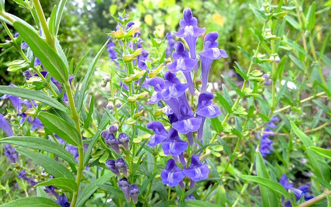 Baical Skullcap SEEDS, Chinese Skullcap (scutellaria Baicalensis) - Etsy