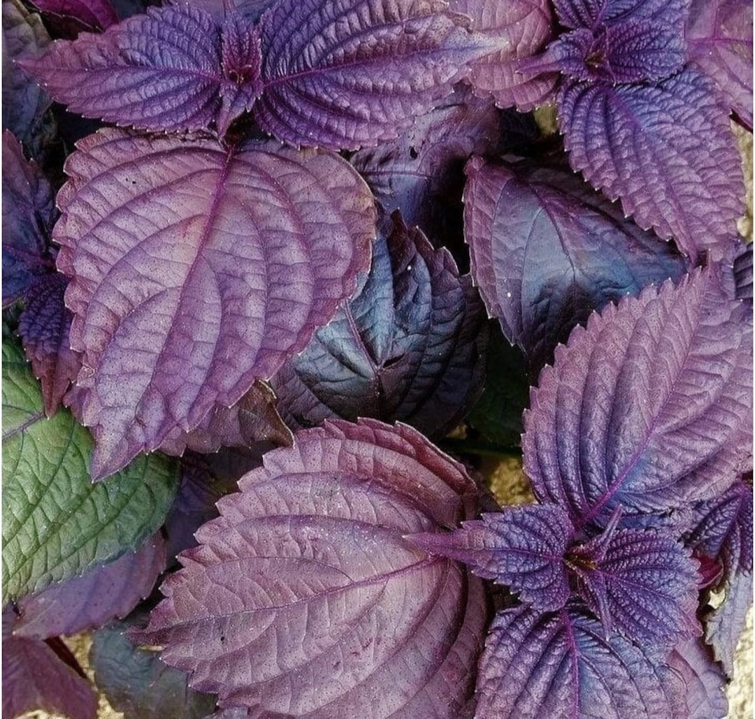 Beefsteak Plant (perilla Frutescens), SEEDS - Etsy