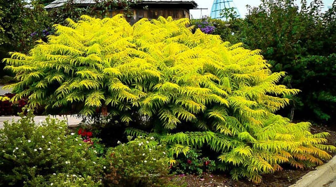 Staghorn Cutleaf Sumac 'tigereyes' (rhus Typhina),seeds - Etsy