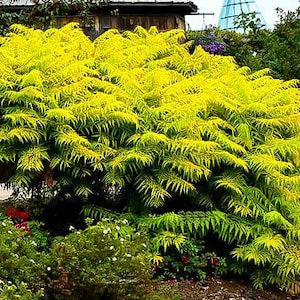 Staghorn Cutleaf Sumac 'tigereyes' (rhus Typhina),seeds - Etsy