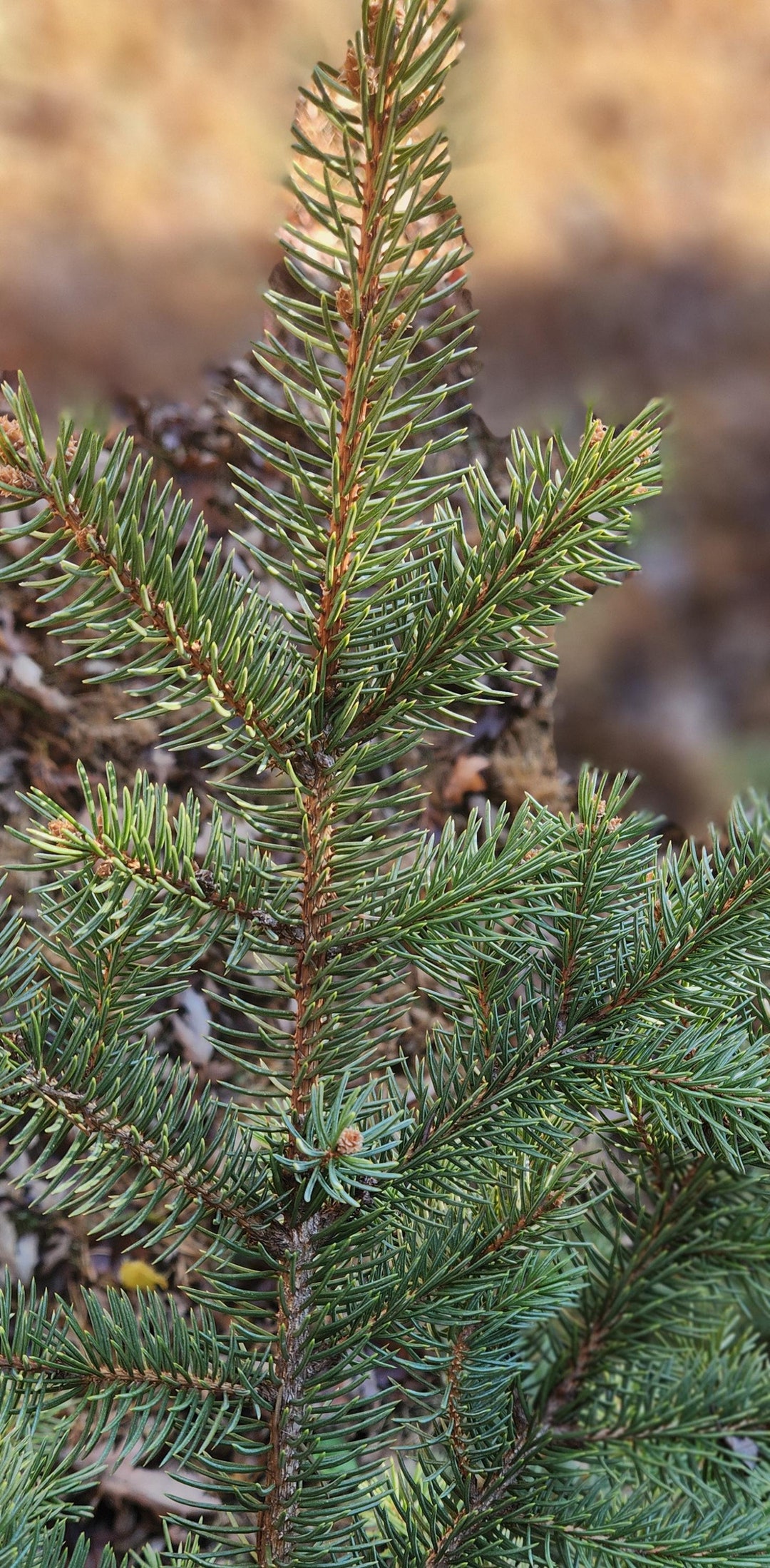 Real Evergreen Tree Cuts - Etsy