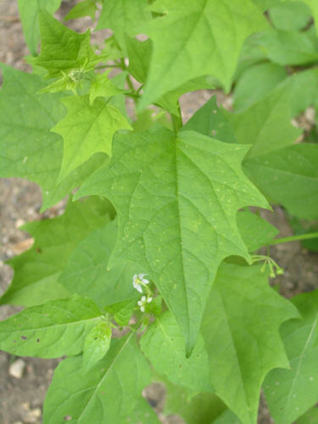 Maple-leaf Goosefoot (chenopodium Simplex) SEEDS - Etsy