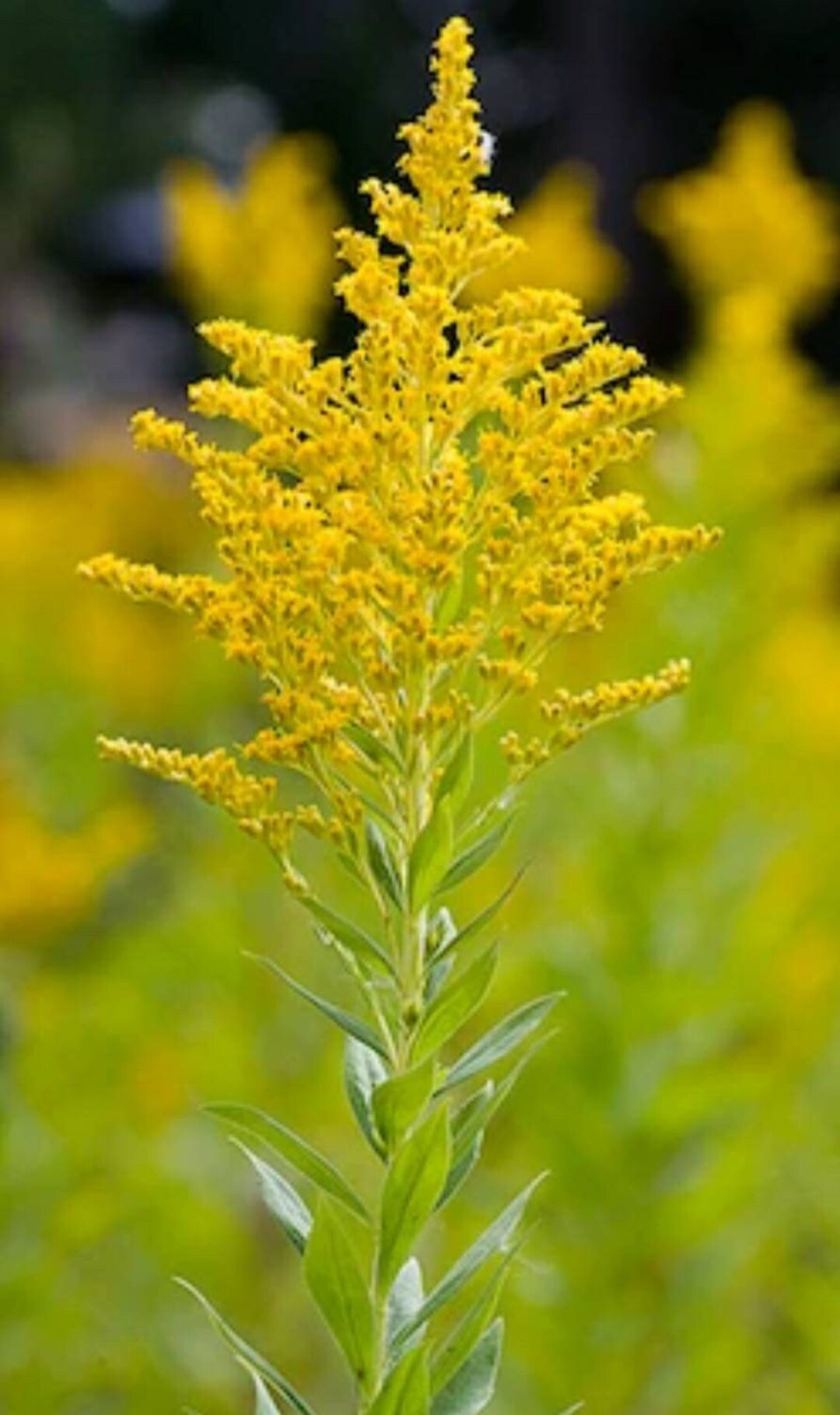 Goldenrod (solidago Virgaurea) Seed. Organic - Etsy
