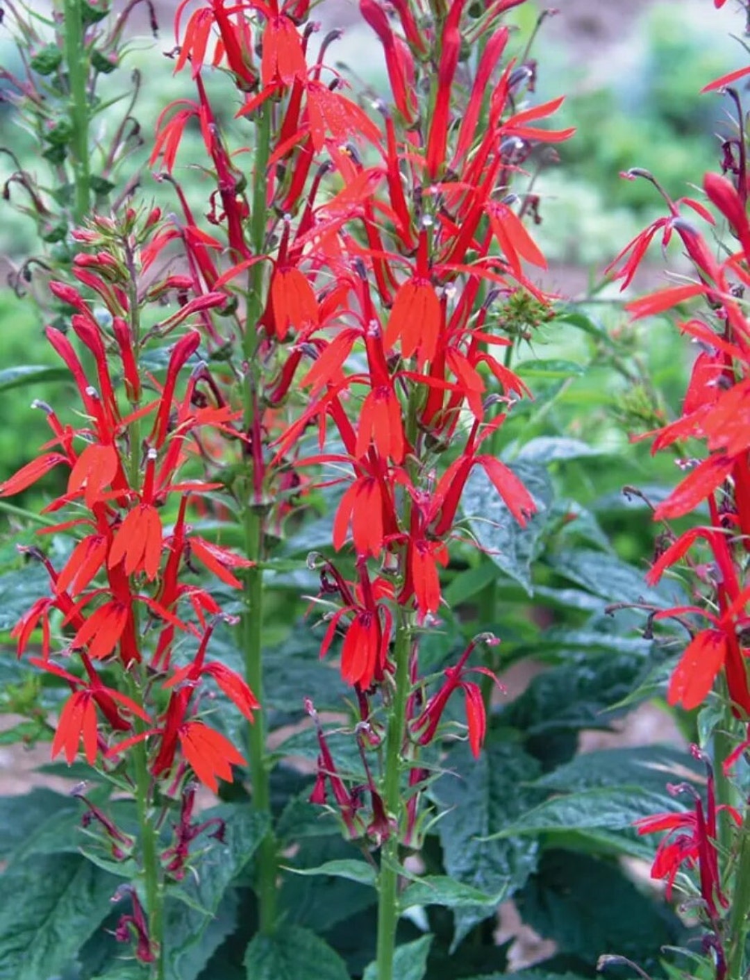Lobelia, Red Cardinal Flower Seeds lobelia Cardinalis - Etsy