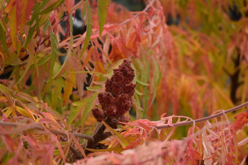 Staghorn Cutleaf Sumac 'tigereyes' (rhus Typhina),seeds - Etsy