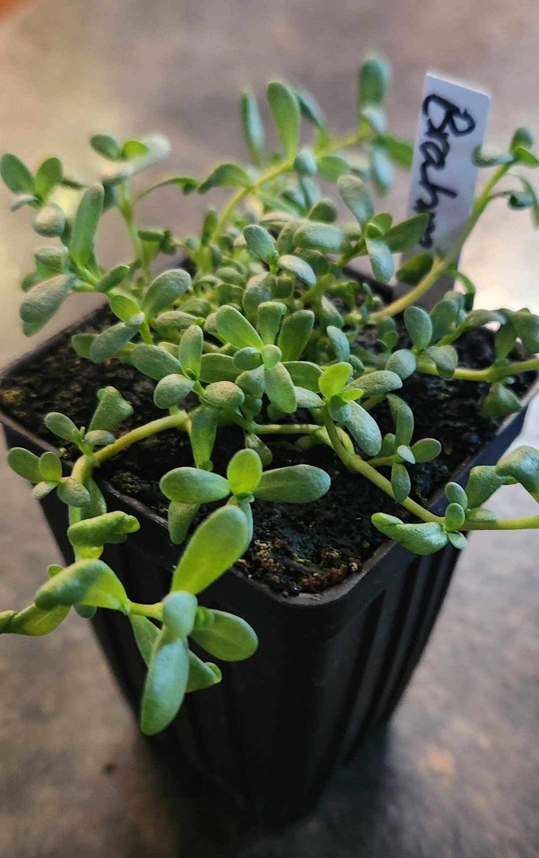 Brahmi Plants bacopa Monnieri, Organic - Etsy