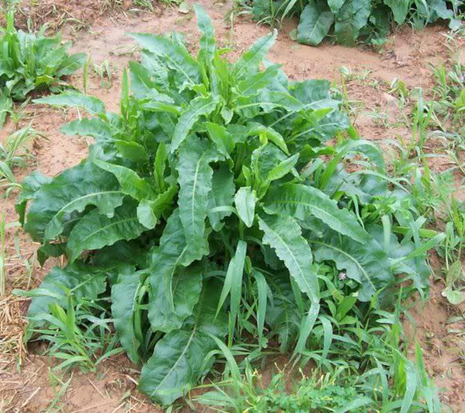 Curly Dock, Yellow Dock Seeds (rumex Crispus) - Etsy