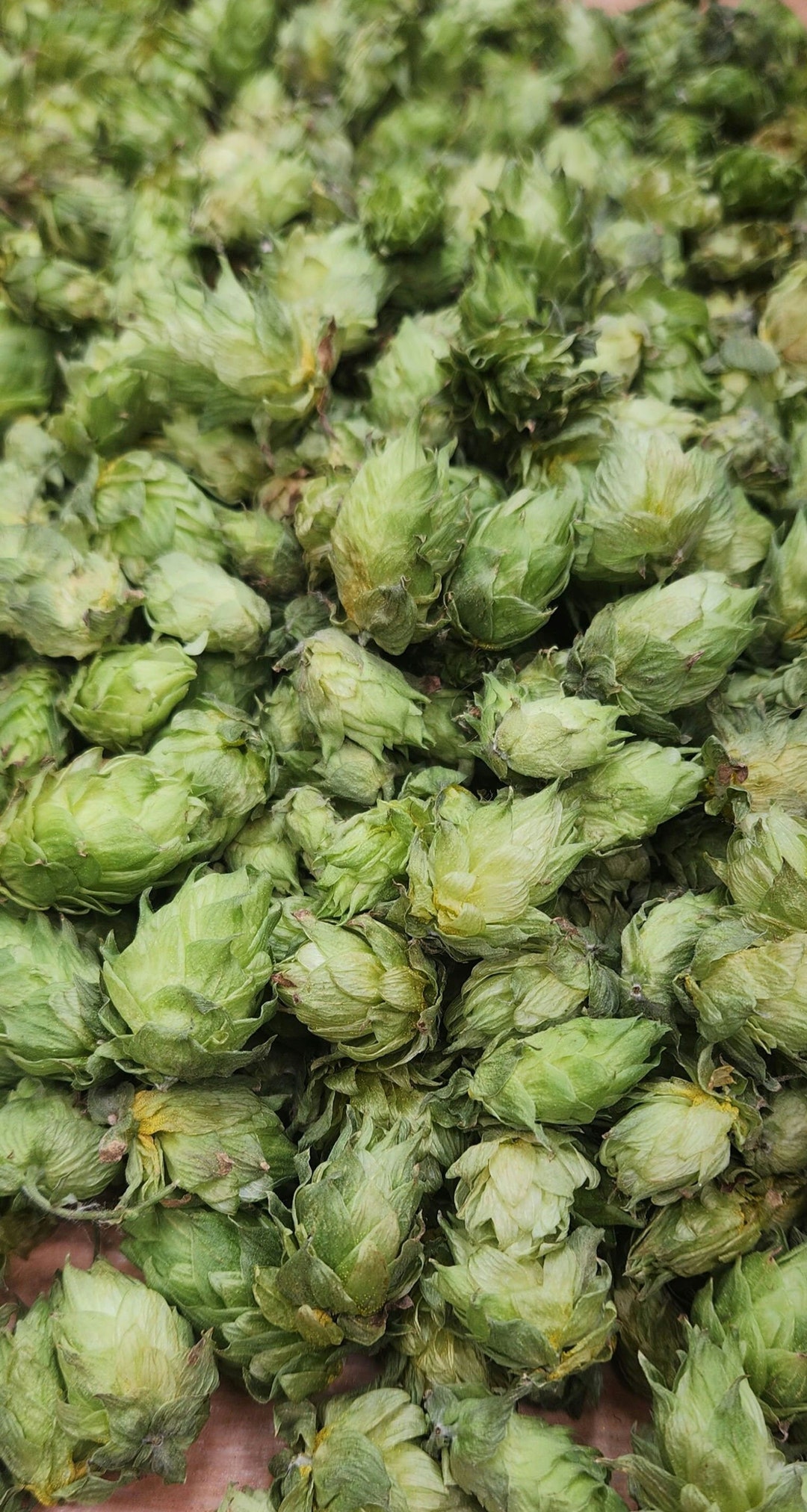 Dried Hops, Cascade (humulus Lupulus) Whole Organic, Half Ounce - Etsy