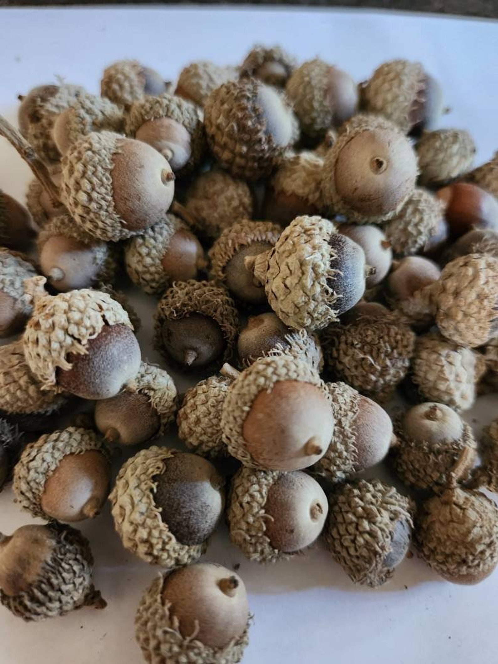 Real Burr Oak Acorns With Shell- 1 Inch - Etsy