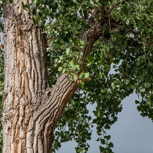 Cottonwood Tree SEEDS (populus Deltoides) - Etsy