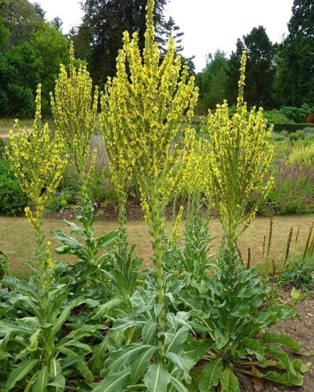 Greek Mullein (verbascum Olympicum) SEEDS, Organic - Etsy