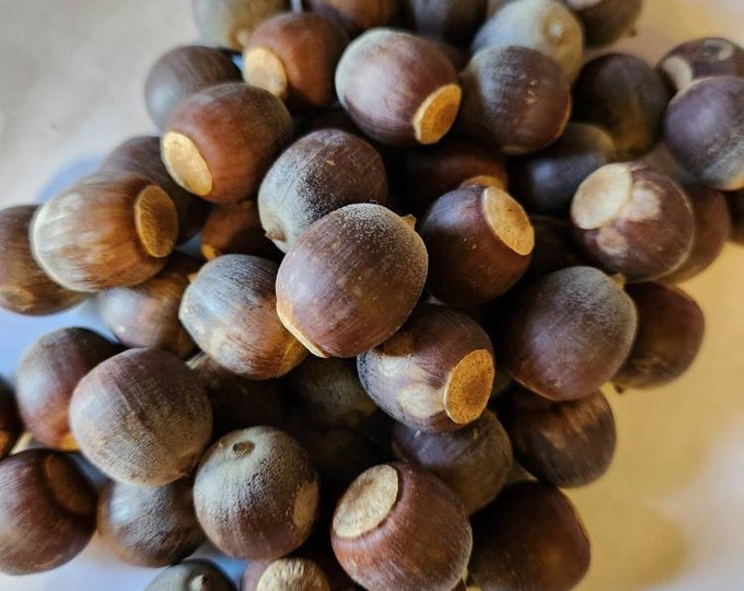 Real Burr Oak Acorn Nuts/seeds Without Shell, About 3/4 Inch - Etsy