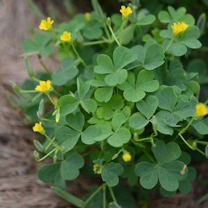 Common Yellow Wood Sorrel, Oxalis (oxalis Stricta) SEEDS - Etsy