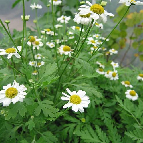 Feverfew Flower
