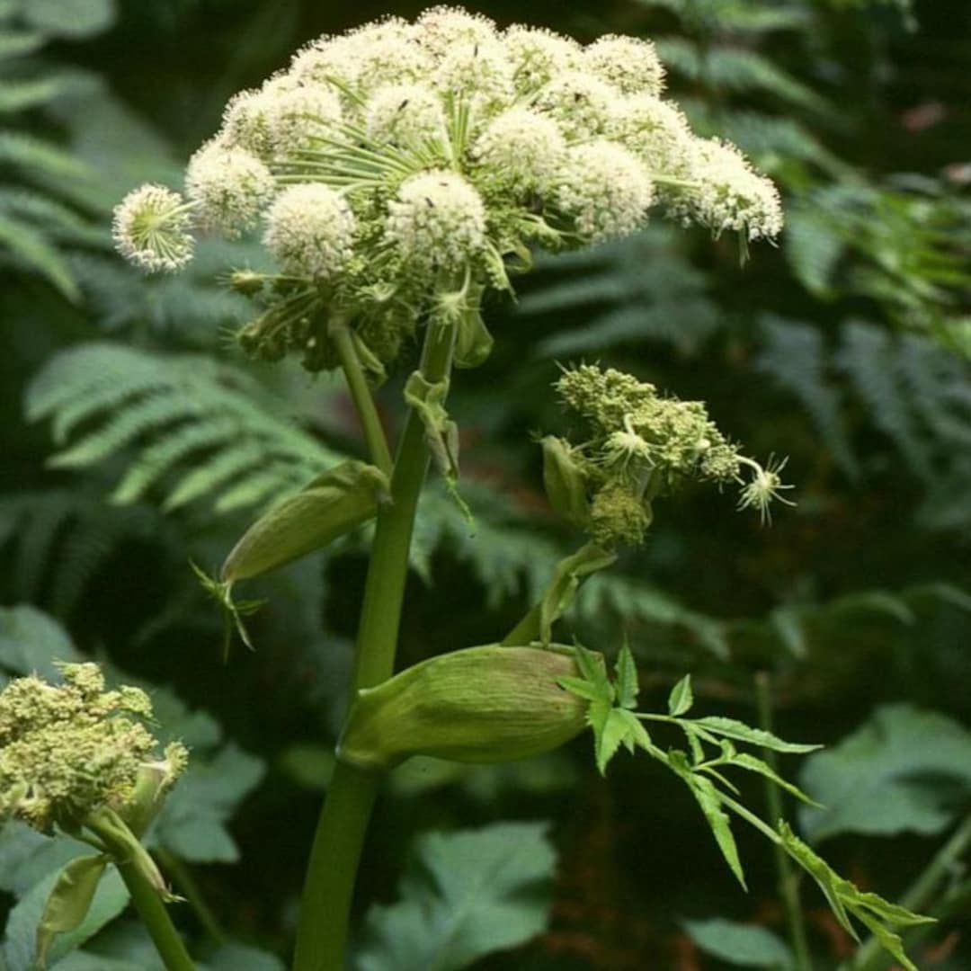 Angelica, Official (angelica Archangelica) Seeds - Etsy