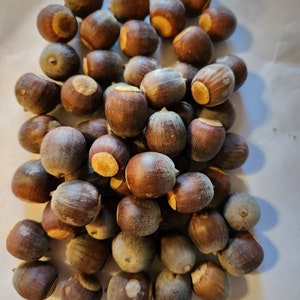 Real Burr Oak Acorn Nuts/seeds Without Shell, About 3/4 Inch - Etsy