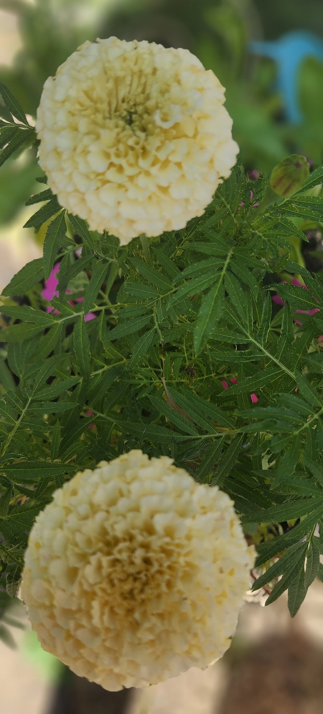 White Marigold Flower Seeds - Etsy