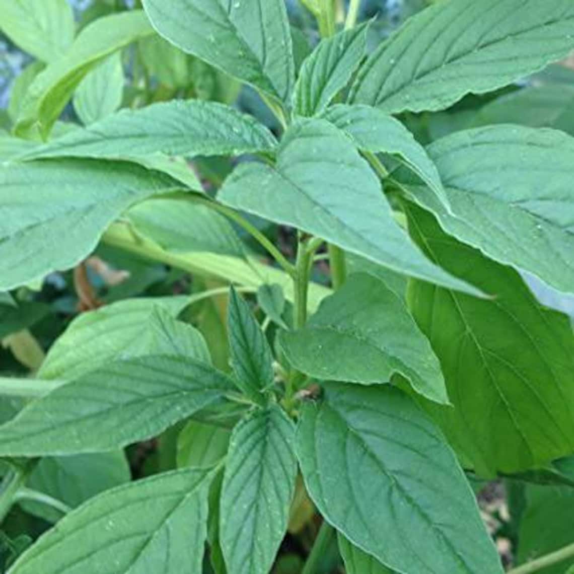 Green Amaranth Common amaranthus Viridis Seeds - Etsy