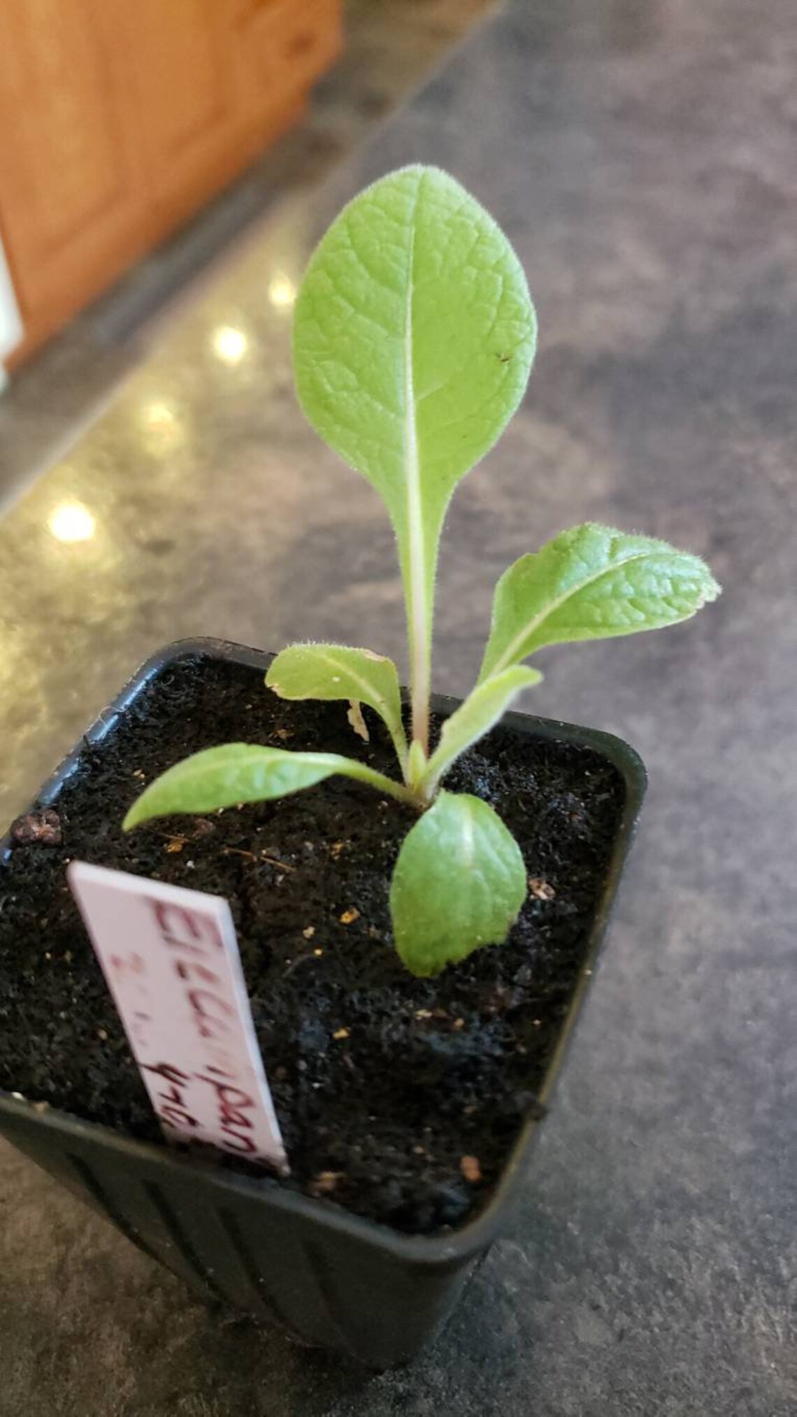 Elecampane seedling plants Unula helenium organic | Etsy