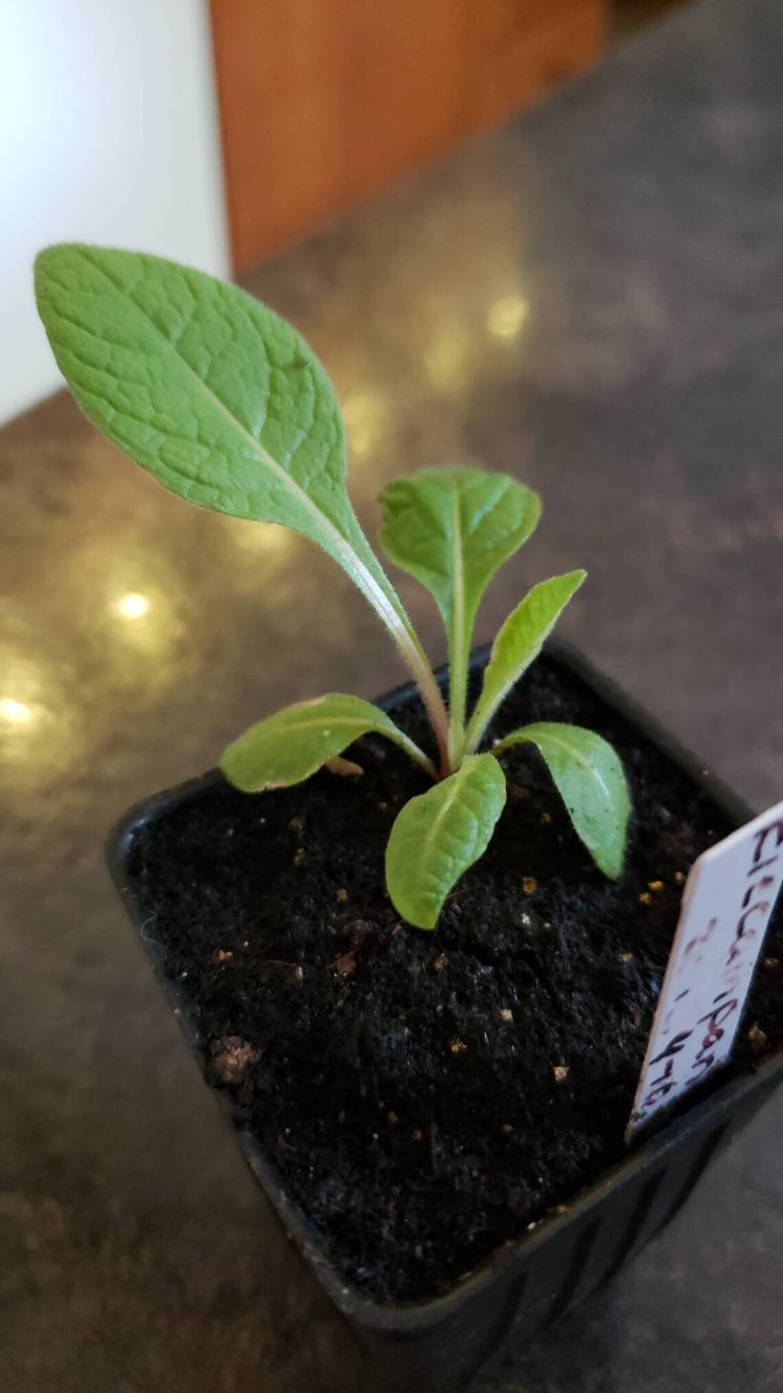 Elecampane seedling plants Unula helenium organic | Etsy