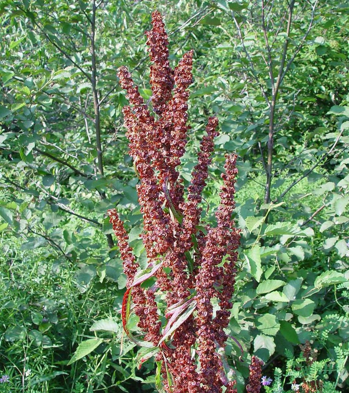 Curly Dock, Yellow Dock Seeds (rumex Crispus) - Etsy