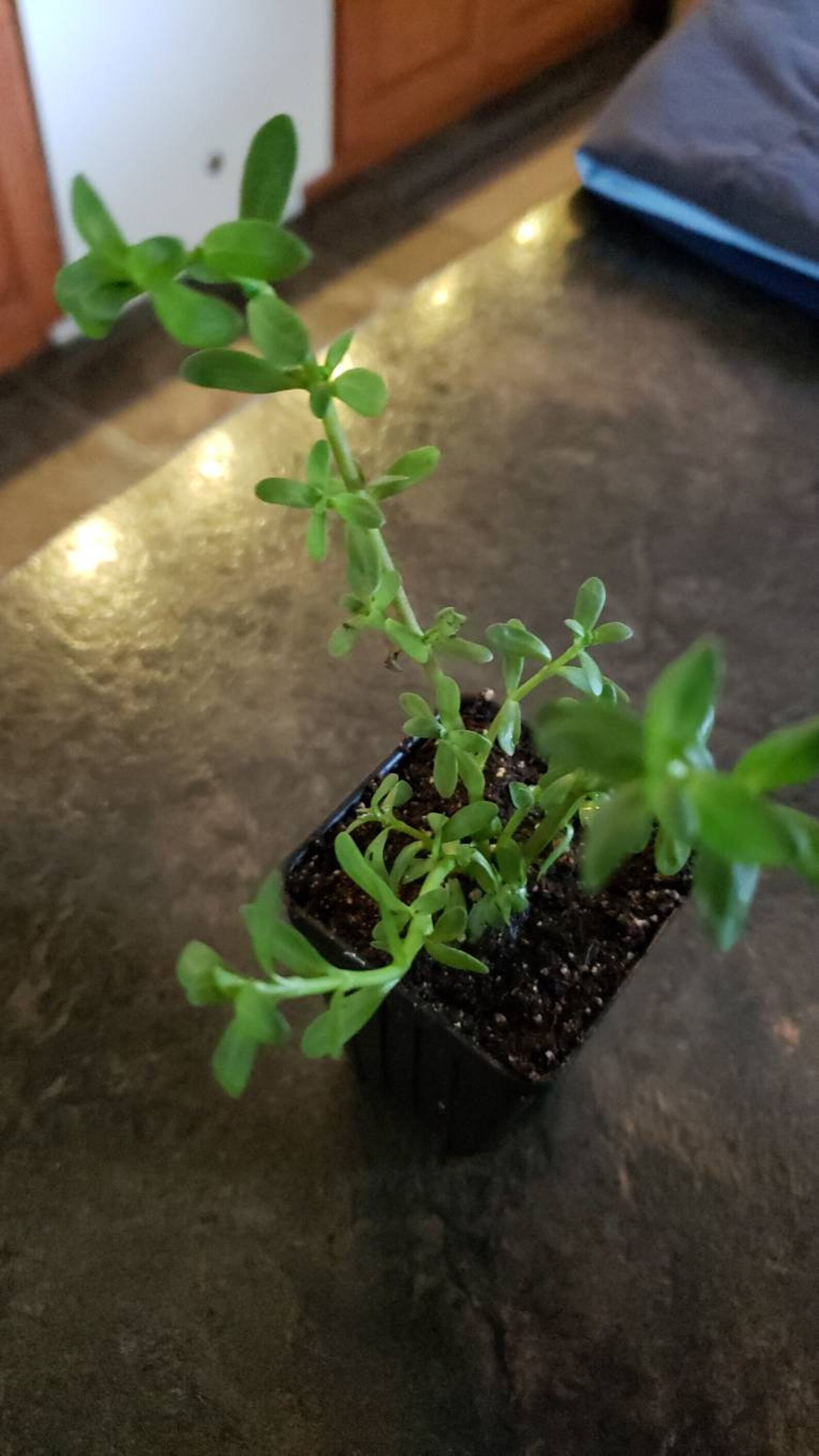Brahmi plants Bacopa monnieri organic | Etsy