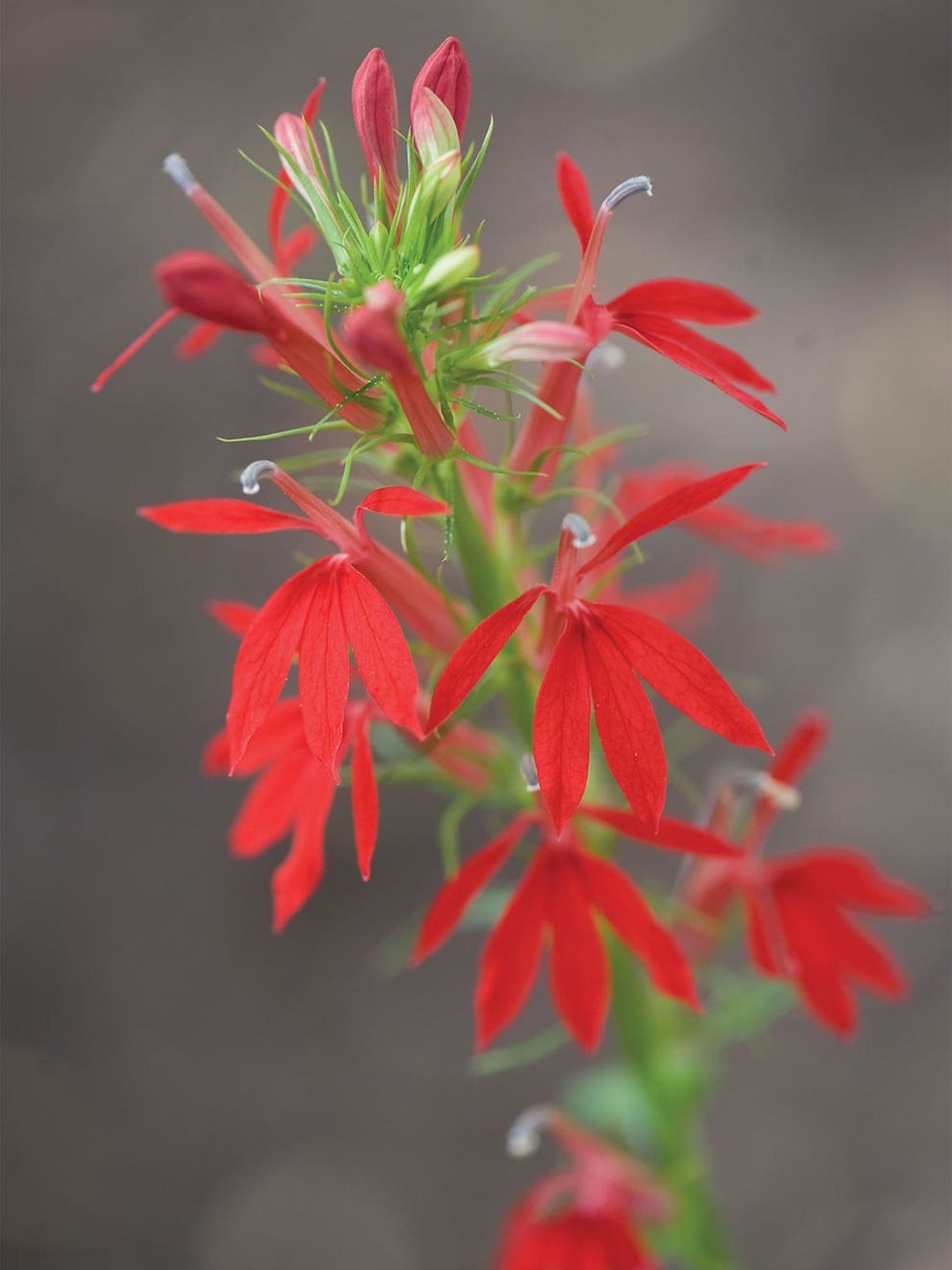Lobelia, Red Cardinal Flower Seeds (lobelia Cardinalis) - Etsy