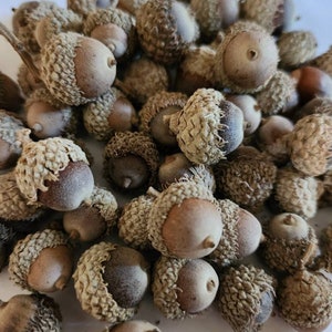 Real Bur Oak Acorns (organic) - Misc. Sizes, Fresh - Etsy