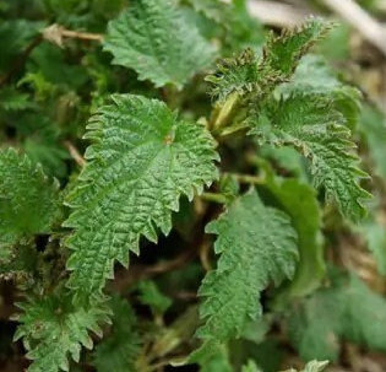 Stinging Nettles SEEDS, (urtica Dioica) - Etsy