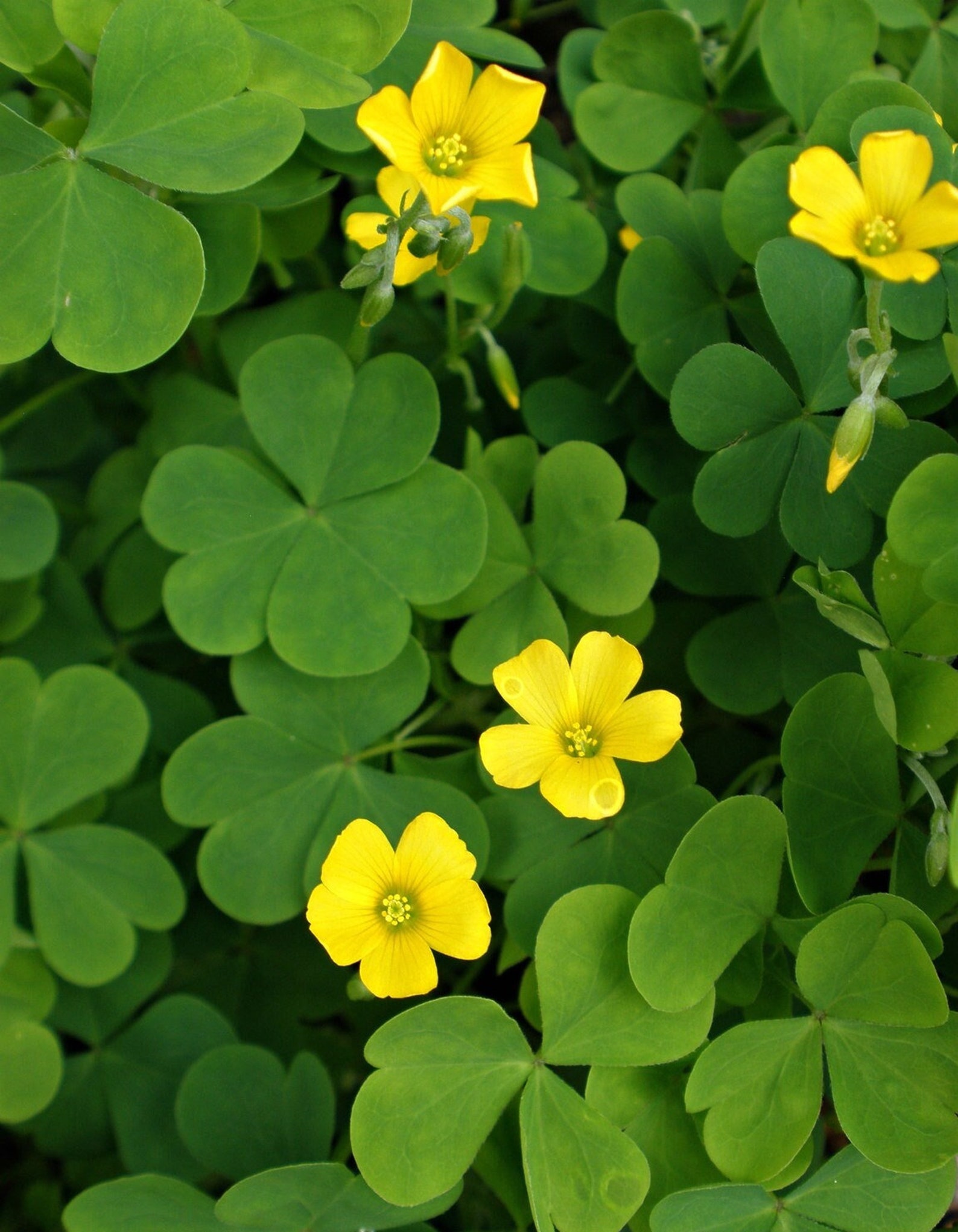 Common Yellow Wood Sorrel, Oxalis (oxalis Stricta) SEEDS - Etsy