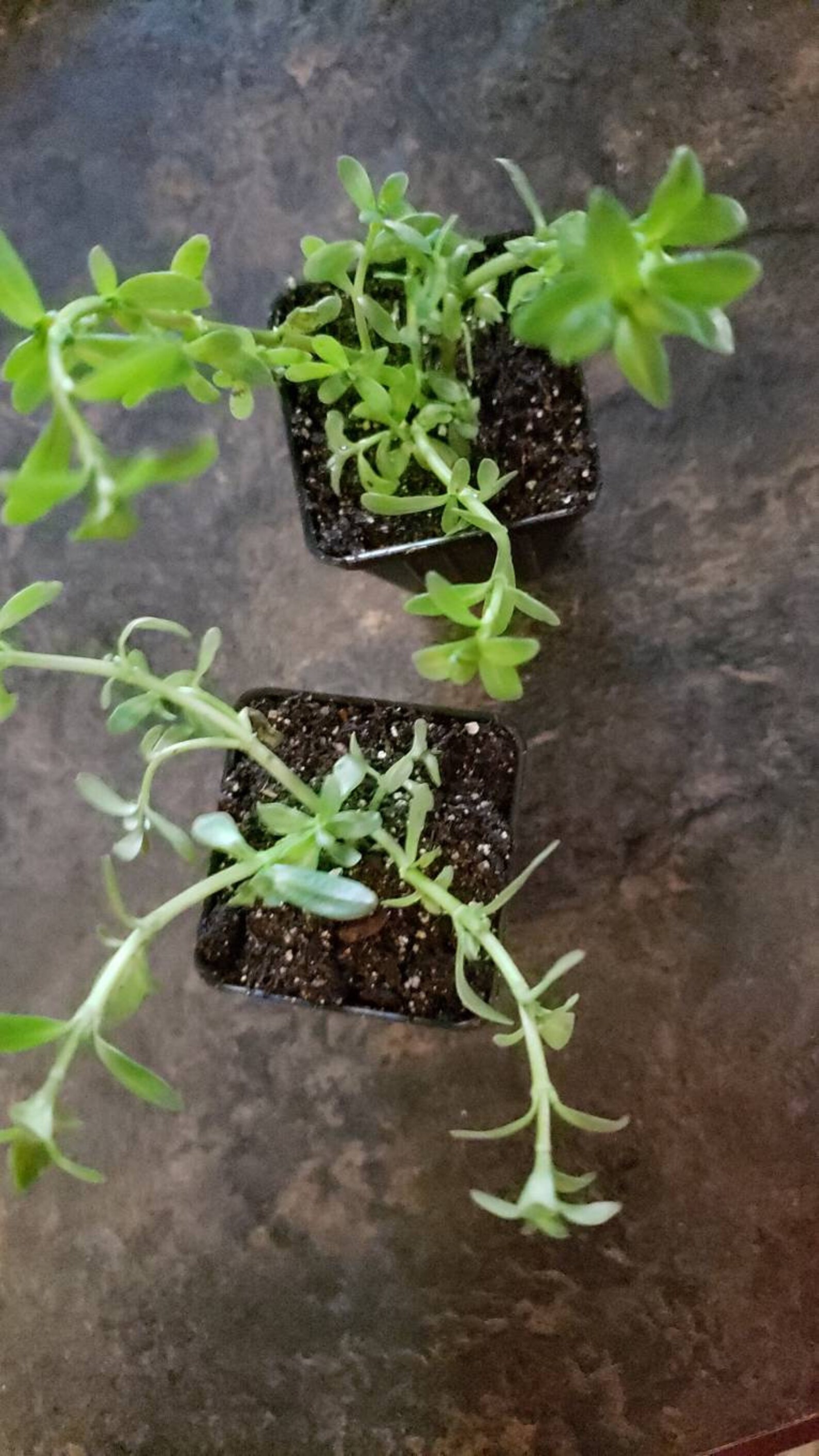 Brahmi plants Bacopa monnieri organic | Etsy