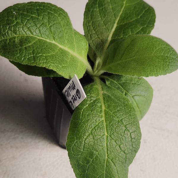 Mullein Plant - Etsy
