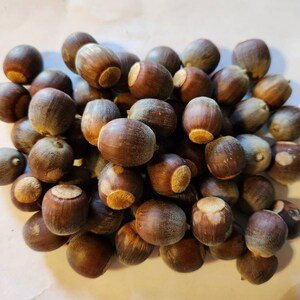 Real Burr Oak Acorn Nuts/seeds Without Shell, About 3/4 Inch - Etsy