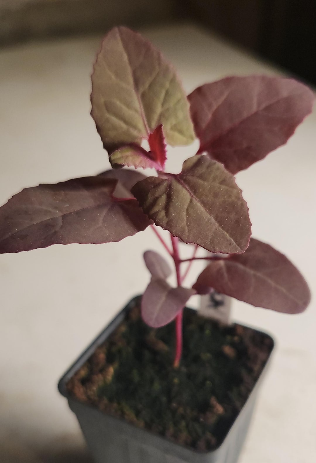 Red Orach (atriplex Hortensis Rubra) Seedling Plant - Etsy