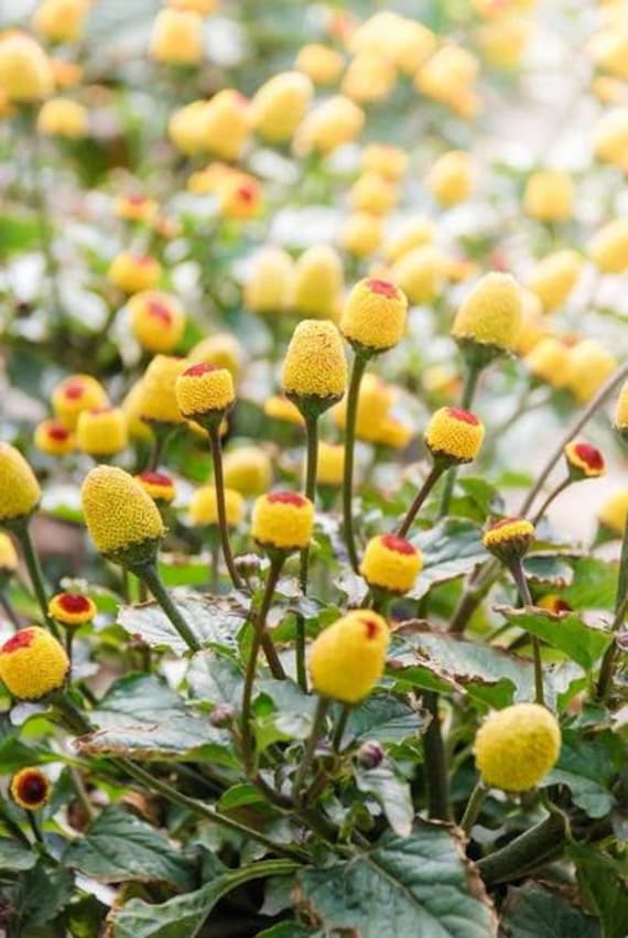 Spilanthes Seed acmella Oleracea - Etsy