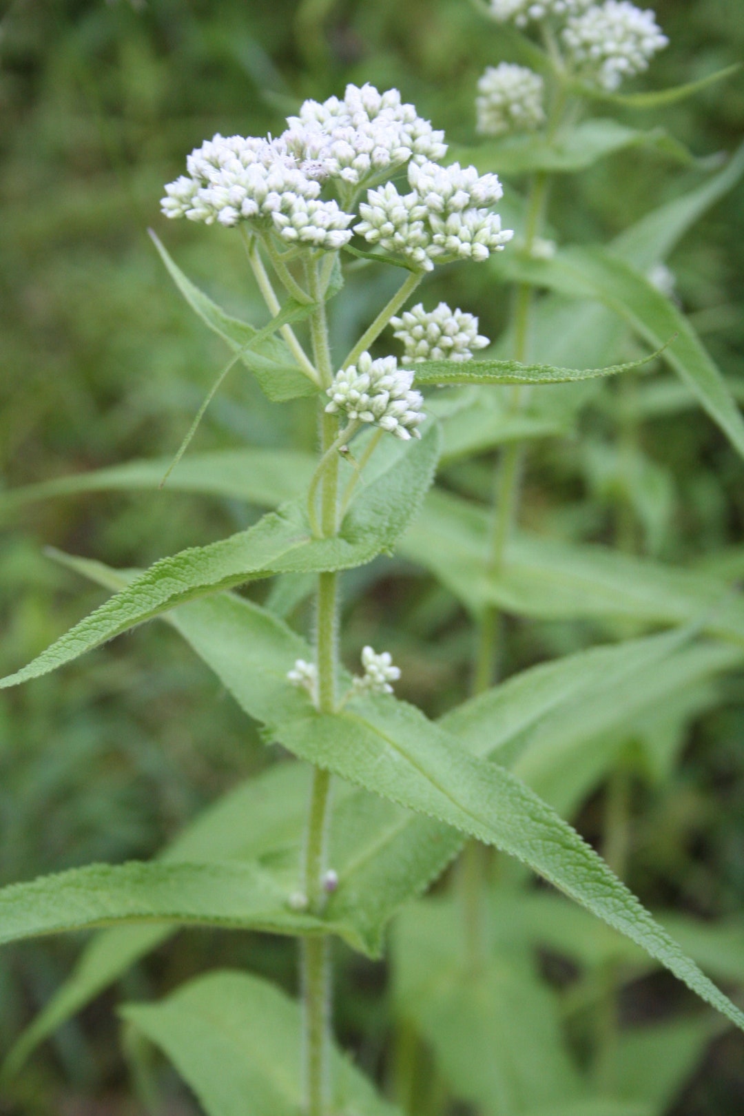 Boneset Seeds (eupatorium Perfoliatum) - Etsy