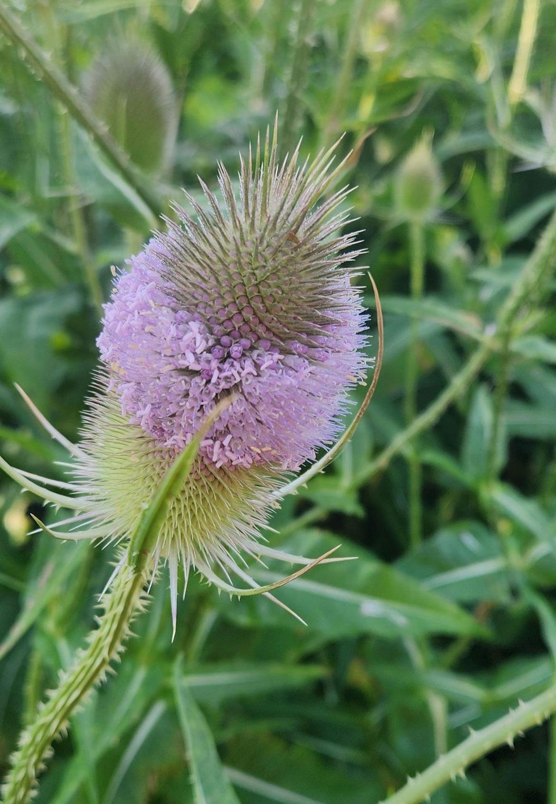 Fullers Teasel (dipsacus Sativus), SEEDS - Etsy