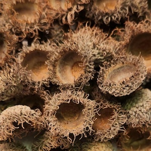 Real Bur Oak Empty Acorn Shells, "nests" - Etsy