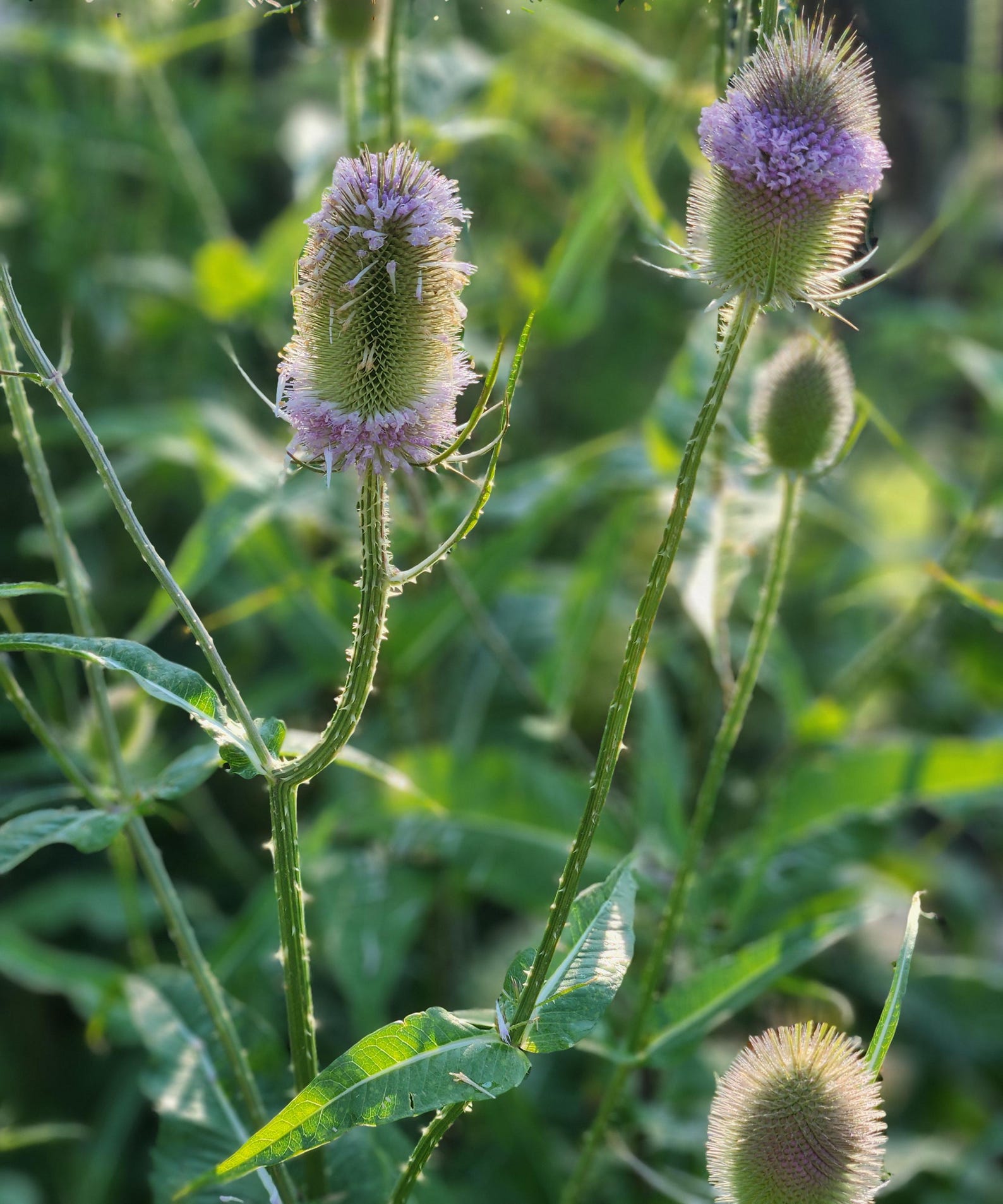 Fullers Teasel (dipsacus Sativus), SEEDS - Etsy