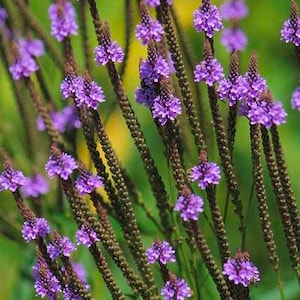 Blue Vervain (verbena Hastata) Seeds - Etsy