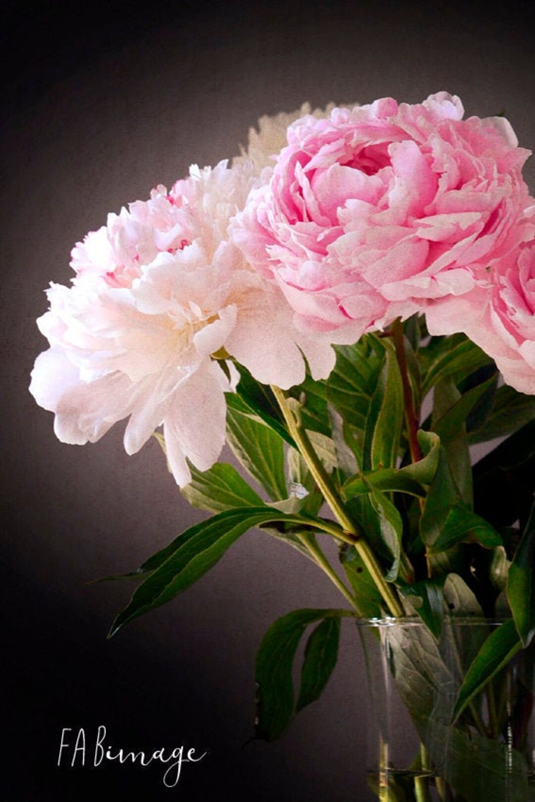 Photograph of Peonies Photography of Flowers Botany Pink - Etsy