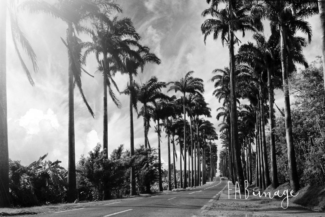 Photography of France, Palm Trees, Guadeloupe, Fine Art, Canvas, Photo ...