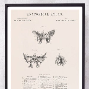 CRANIUM SPHENOID and BONES Anatomy Art Print for Neurologist and ...